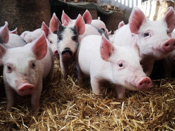 Read Only - RPID - ScotEID Library