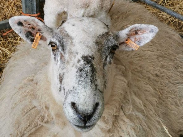 IOM - Sheep - ScotEID Library