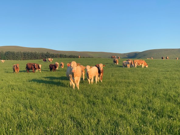 MyHerdStats - ScotEID Library