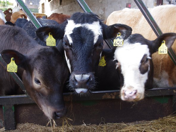 Late Birth Registration Processing - ScotEID Library