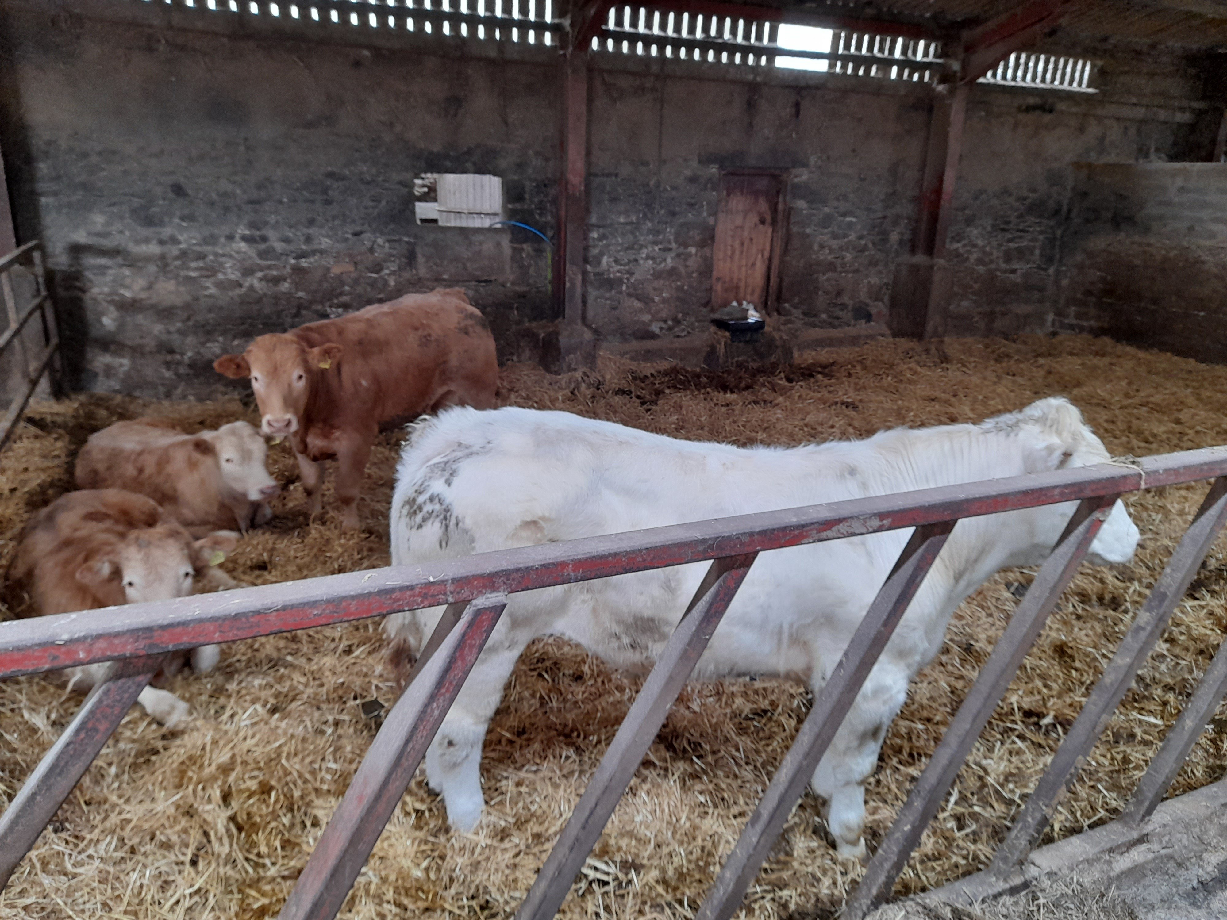 SPECC - ScotEID Library