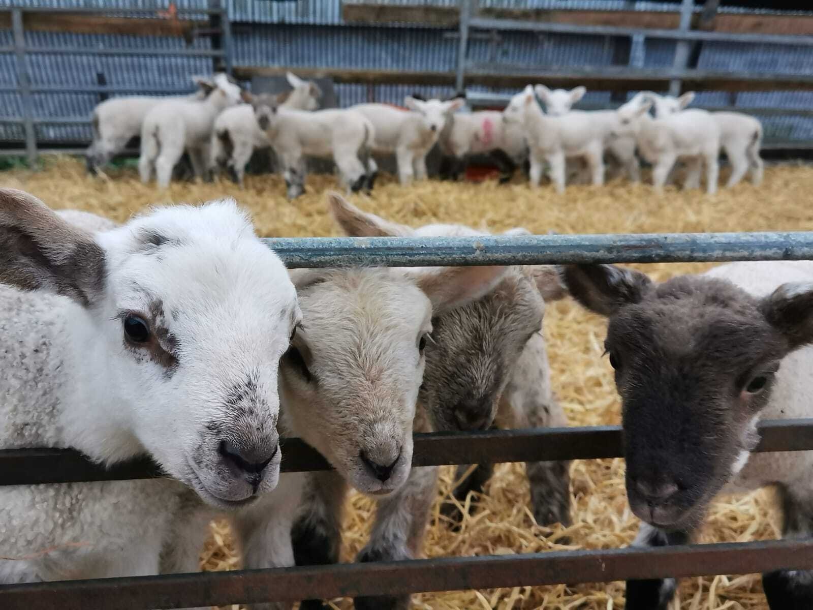 Research - ScotEID Library