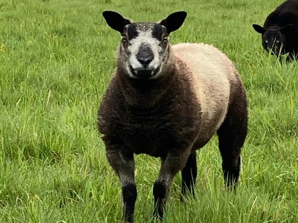 Read Only - Scot Gov - ScotEID Library