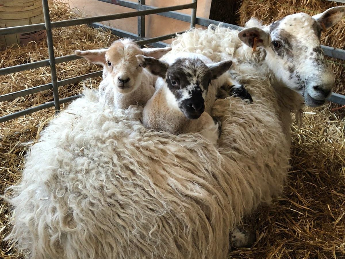 Research - ScotEID Library