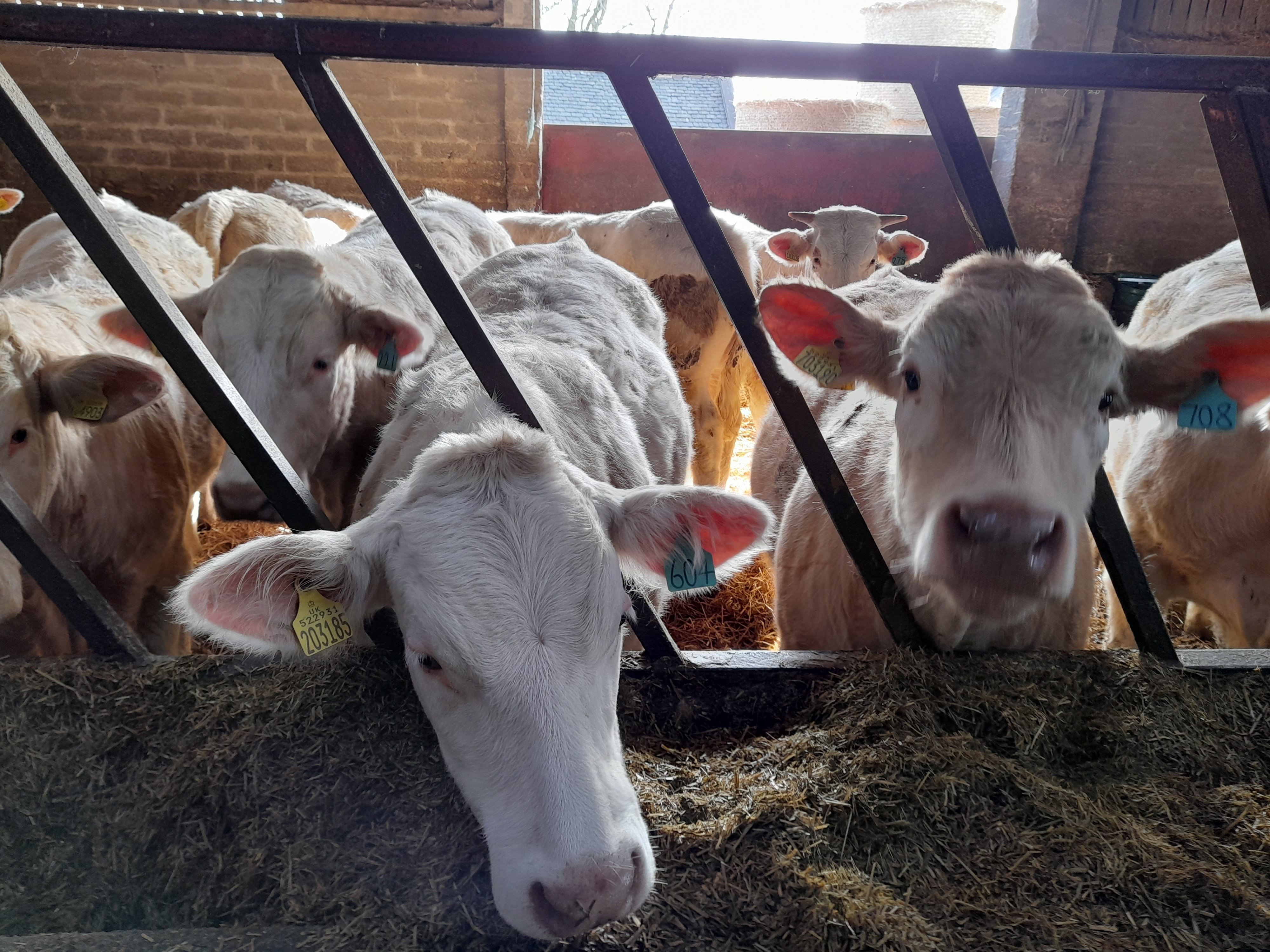 SPECC - ScotEID Library