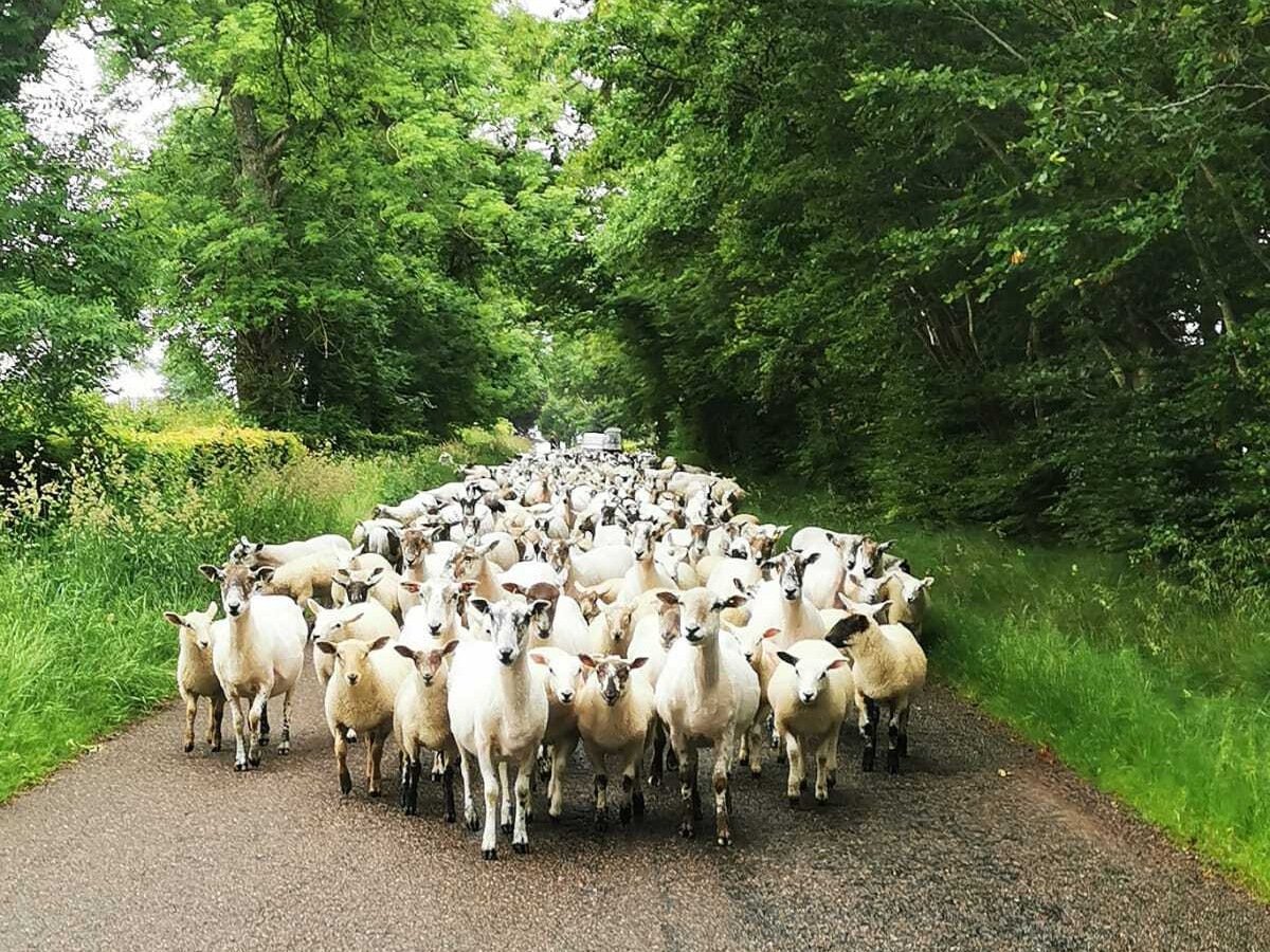 Research - ScotEID Library