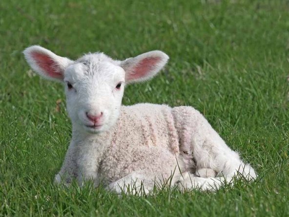 Sheep - ScotEID Library