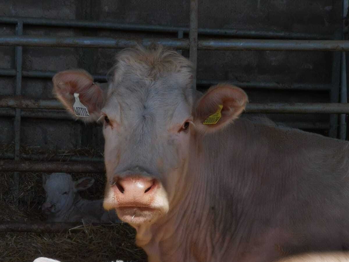 SPECC - ScotEID Library