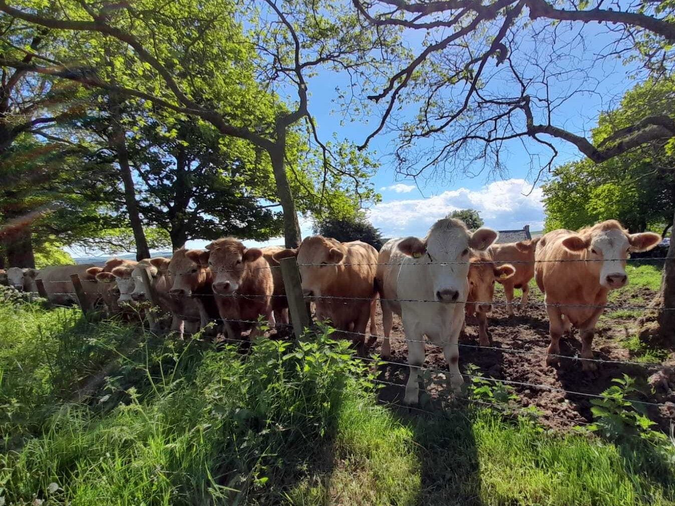 SPECC - ScotEID Library